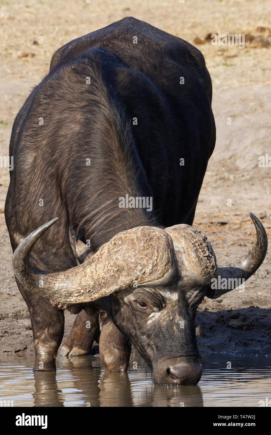 Cattle drinking water africa hi-res stock photography and images - Alamy
