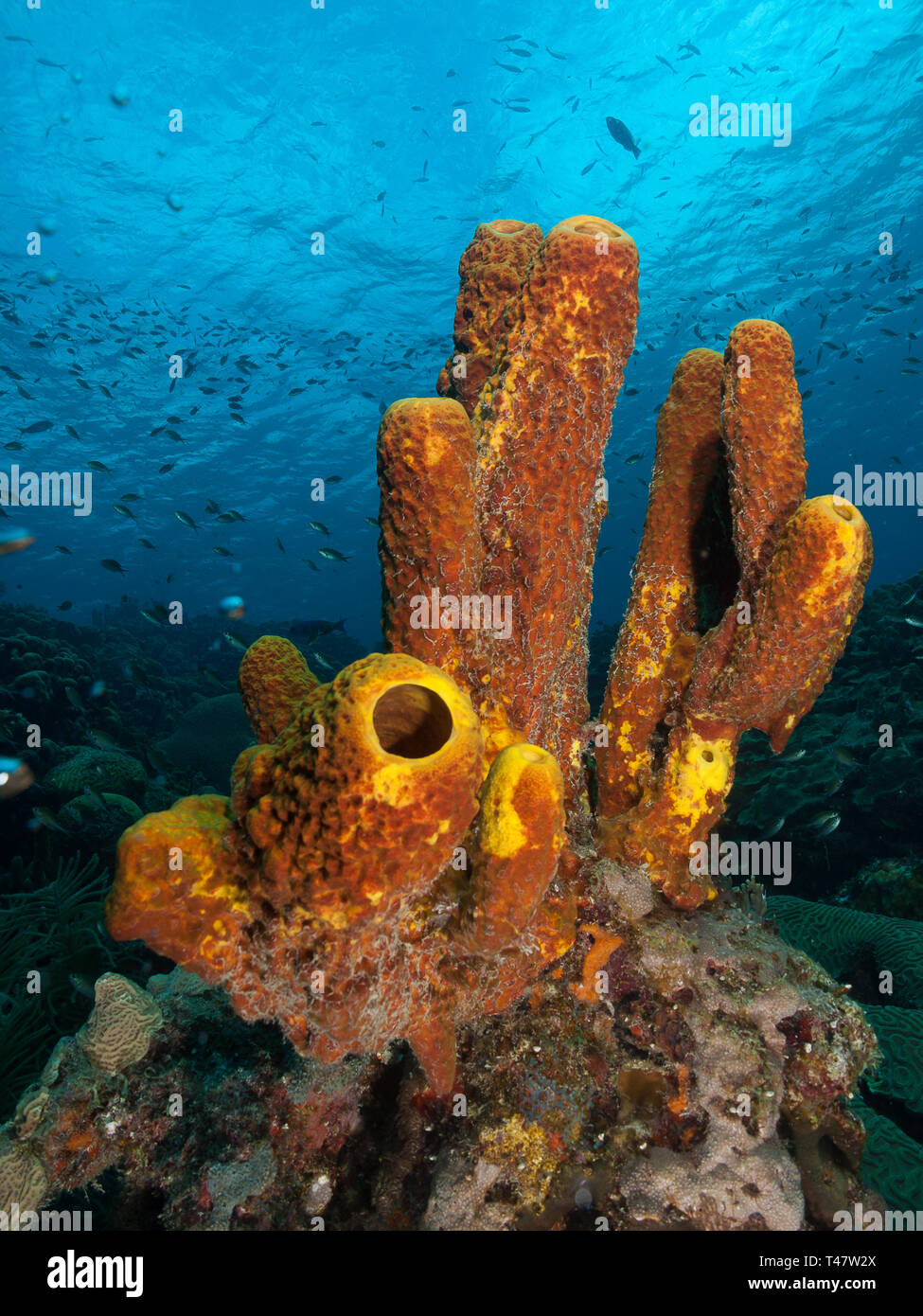 Fire sponge hi-res stock photography and images - Alamy