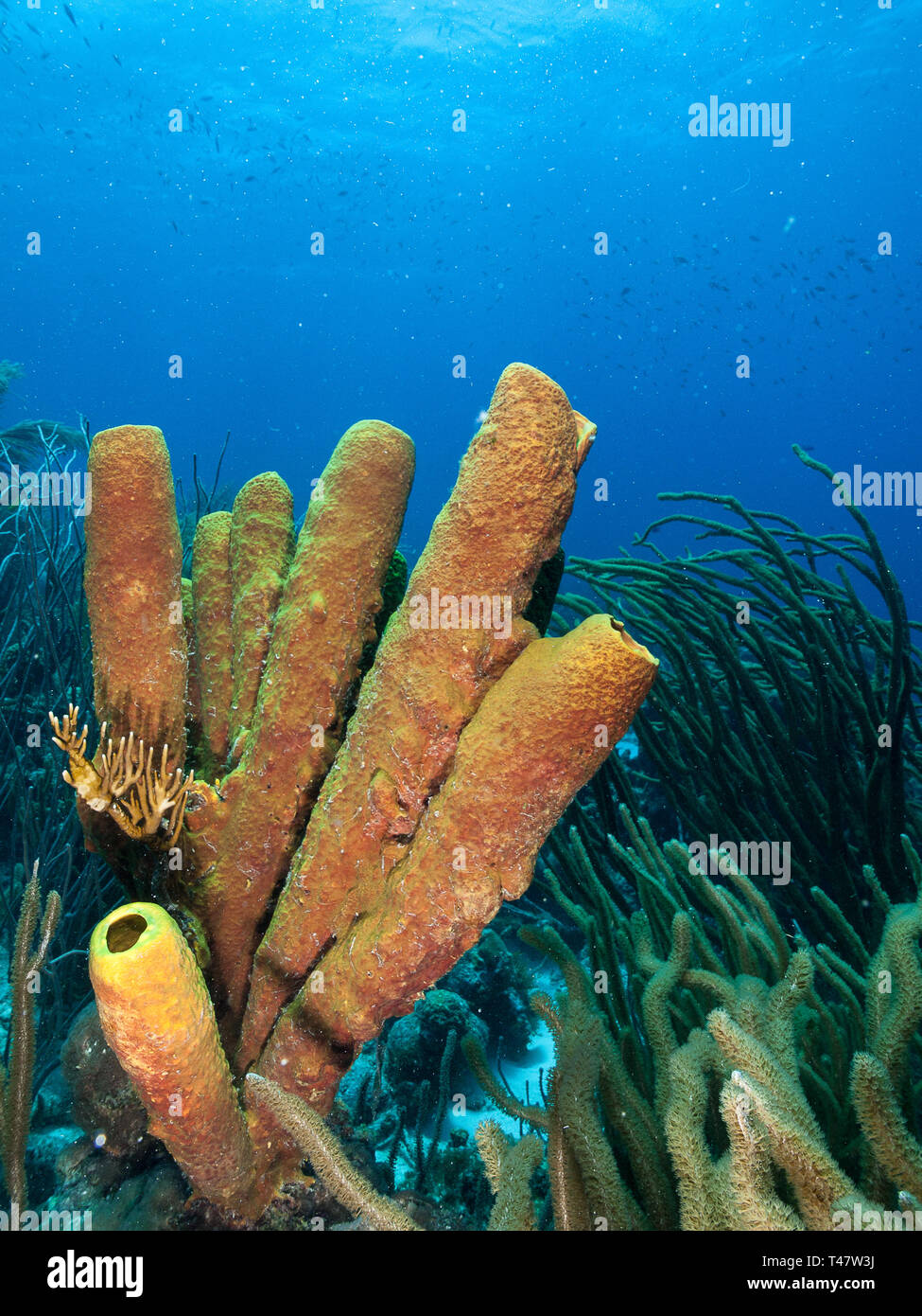 Reef scenery, Yellow tube sponge (Aplysina fistularis)coral fire and ...