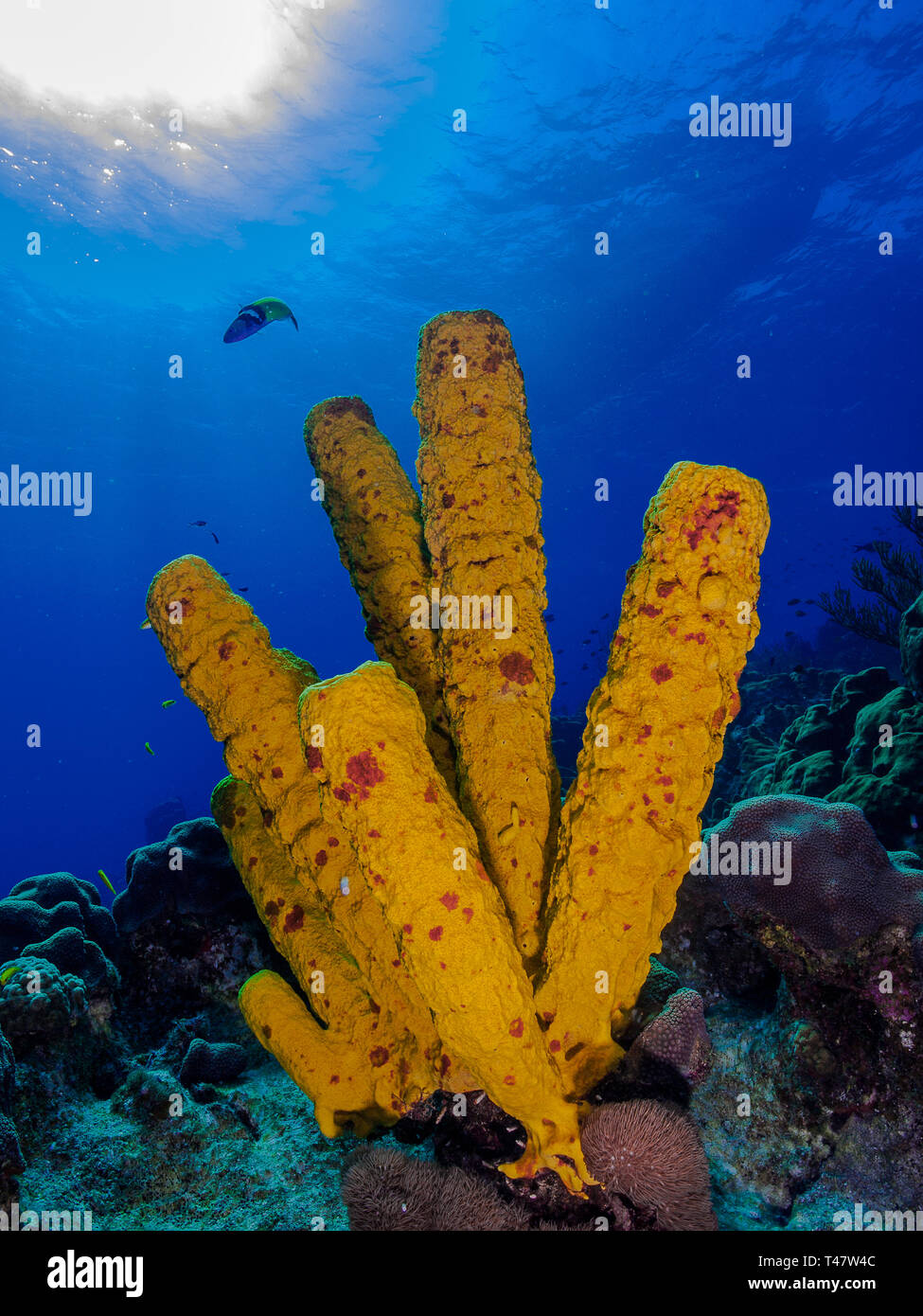 Reef scenery, Yellow tube sponge (Aplysina fistularis)coral fire and ...