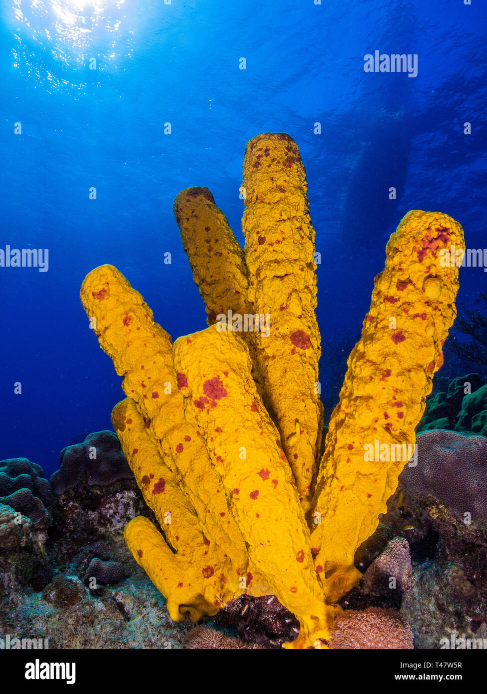 Salt water sea sponge hi-res stock photography and images - Alamy