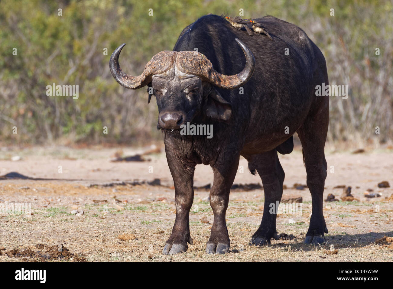 2 birds on buffalo back hi-res stock photography and images - Alamy