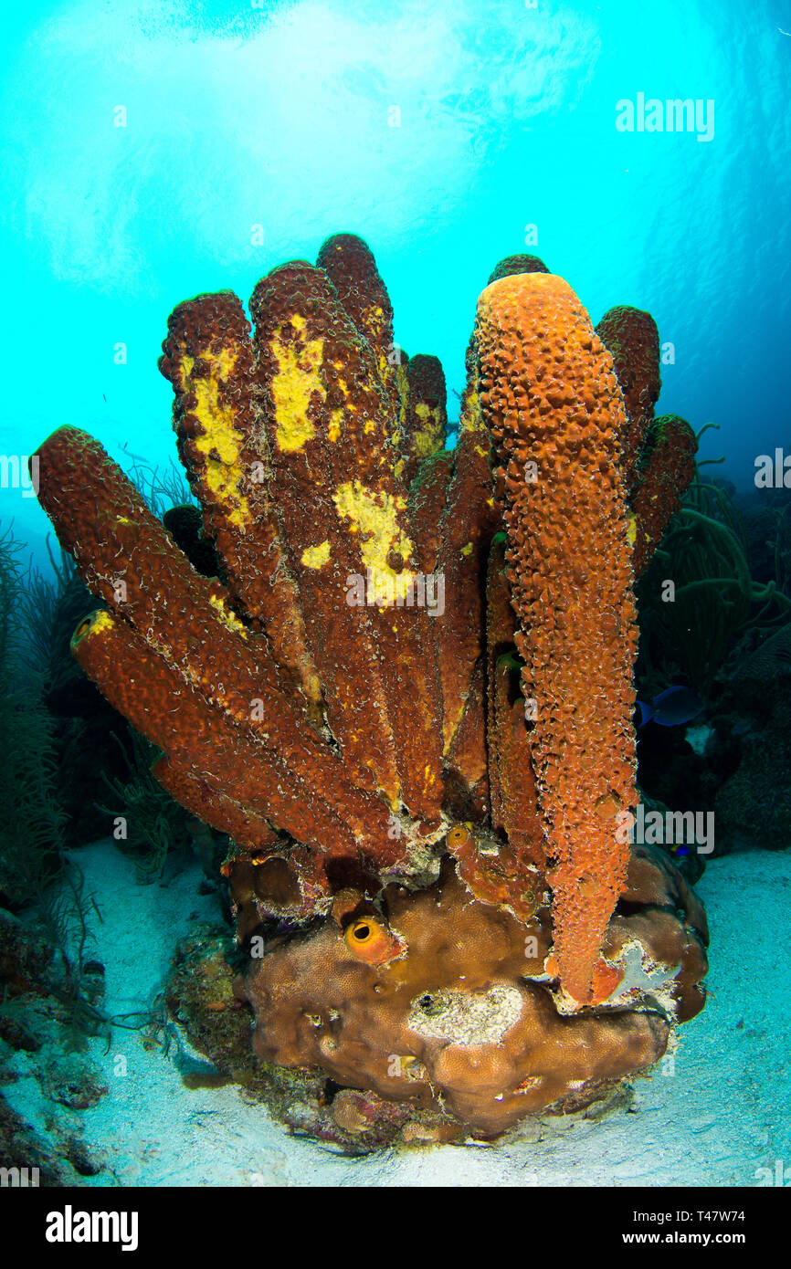 Reef scenery, Yellow tube sponge (Aplysina fistularis)coral fire and ...