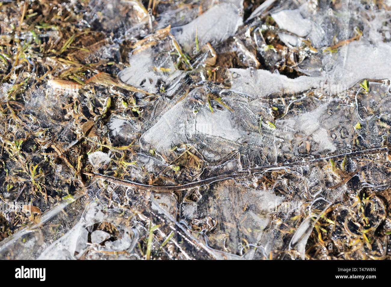 Dry grass under the ice in the spring forest. Abstract natural ...