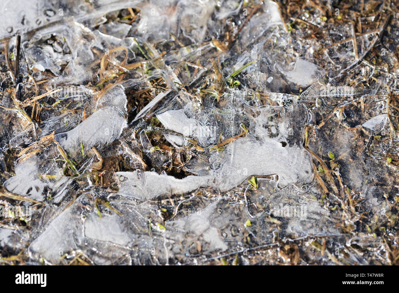 Dry grass under the ice in the spring forest. Abstract natural ...