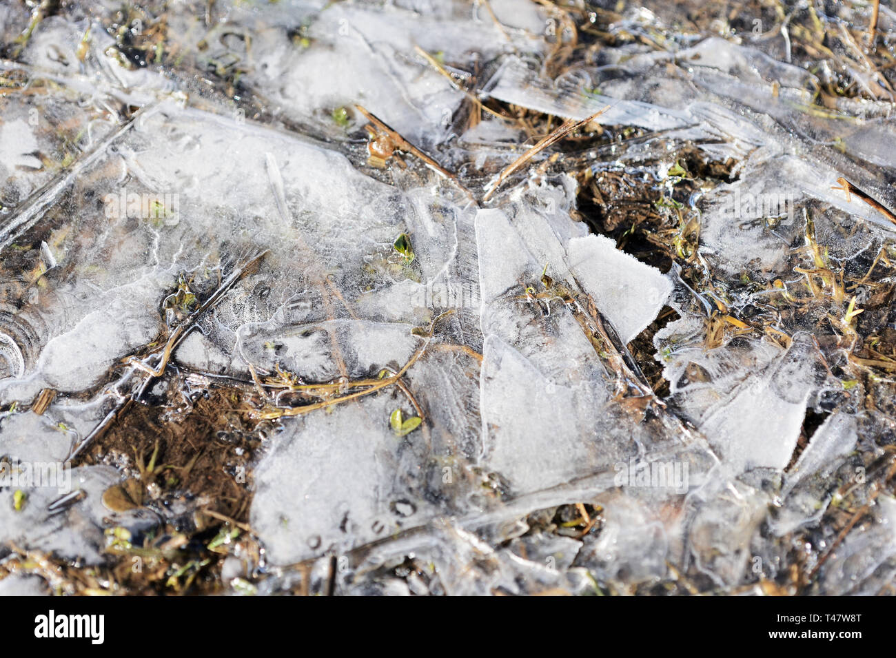 Dry grass under the ice in the spring forest. Abstract natural ...