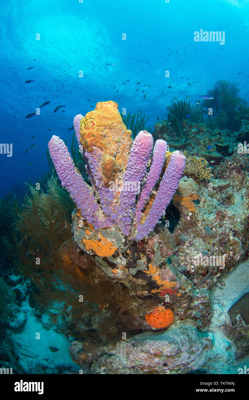 Reef scenery, Yellow tube sponge (Aplysina fistularis)coral fire and ...