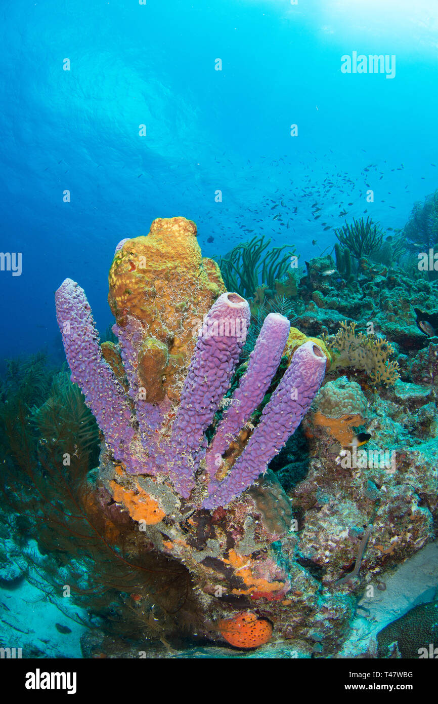 Invertebrates Pictures Sponge