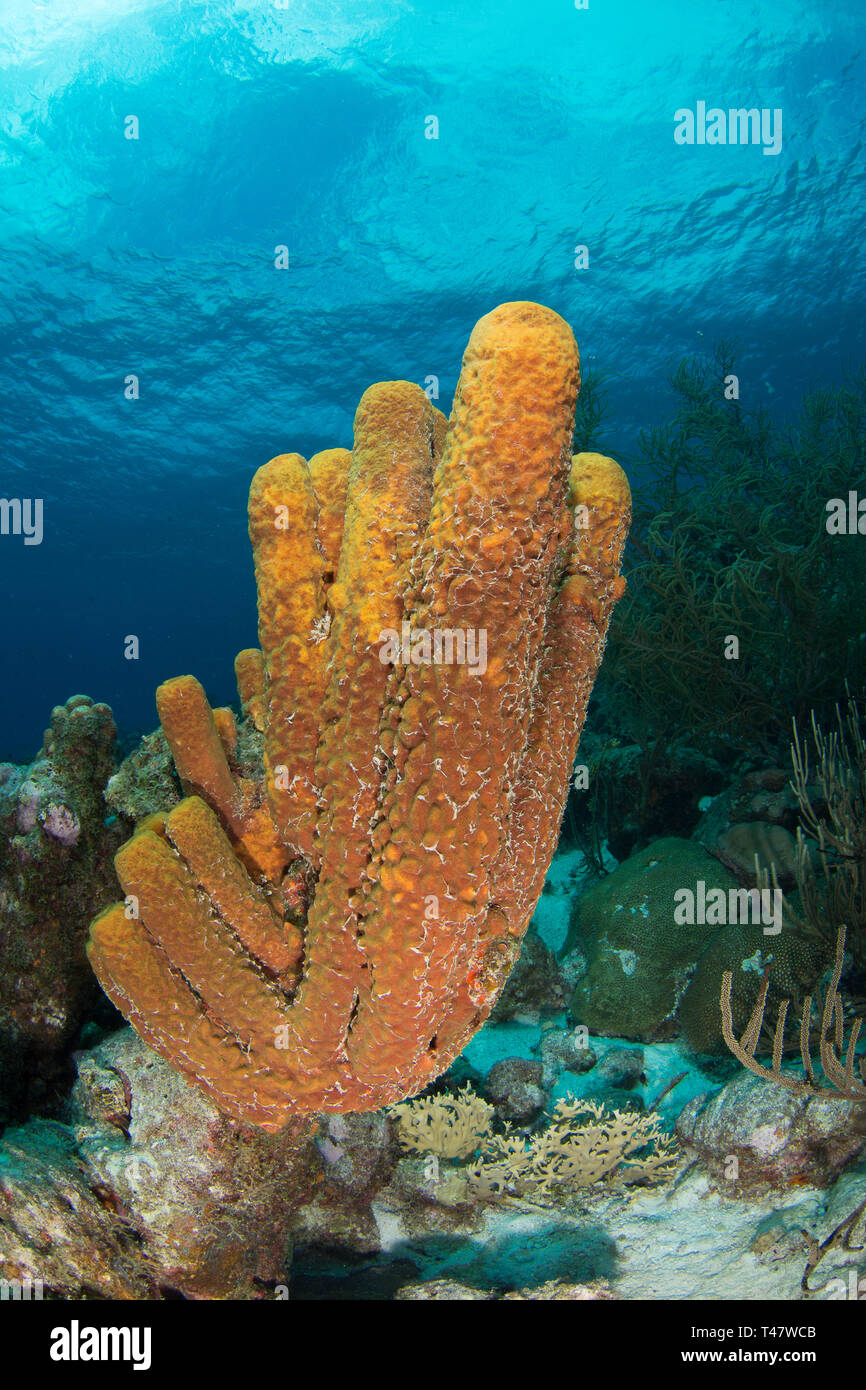 Reef scenery, Yellow tube sponge (Aplysina fistularis)coral fire and ...