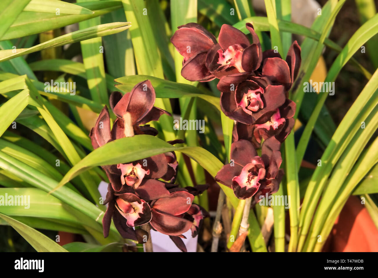 Orchid,Cymbidium Pontiac,trinity,popular name,a summer flower,garden ...