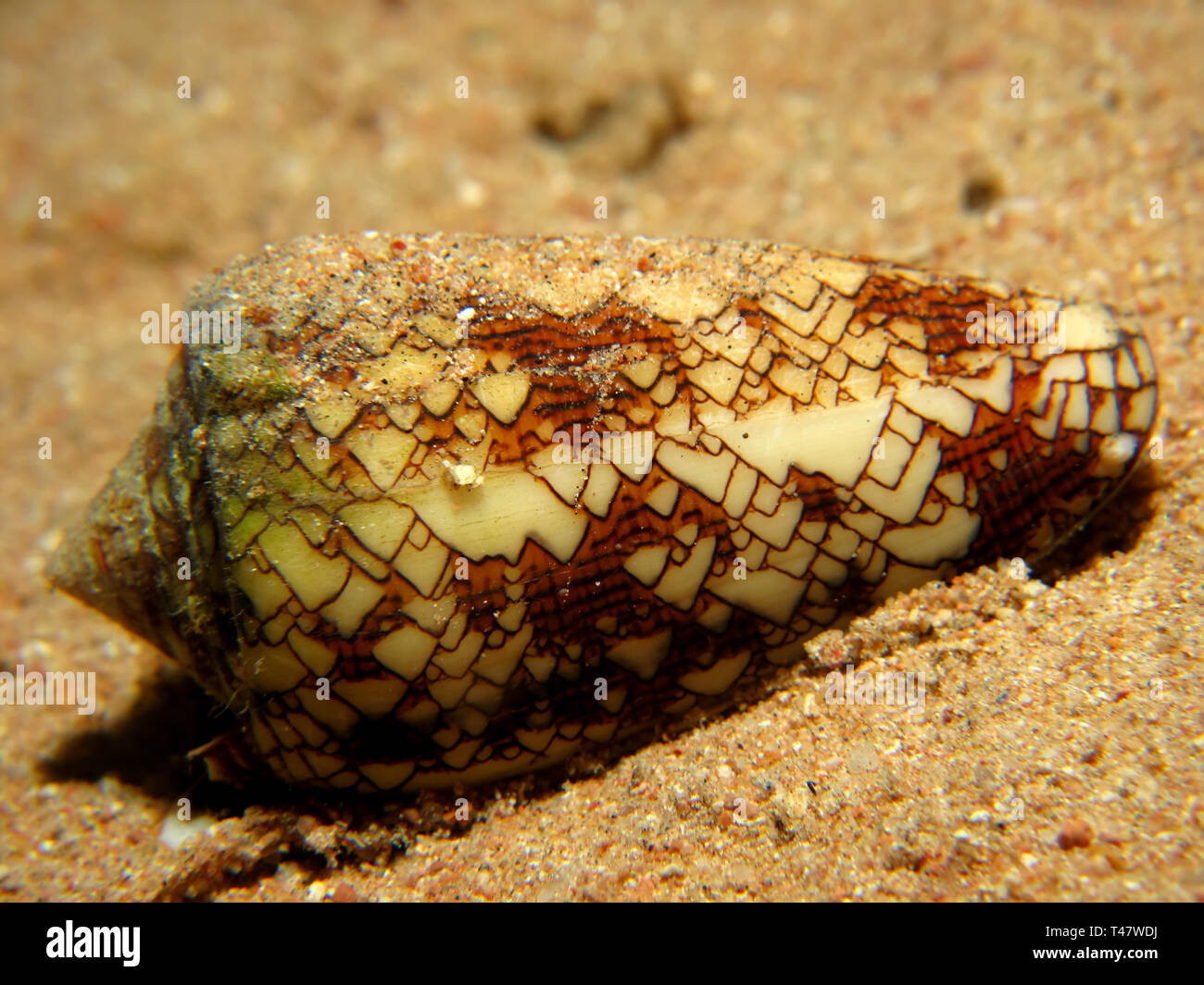 Textile cone (Conus textile neovicarius)Taking in Red Sea, Egypt Stock ...
