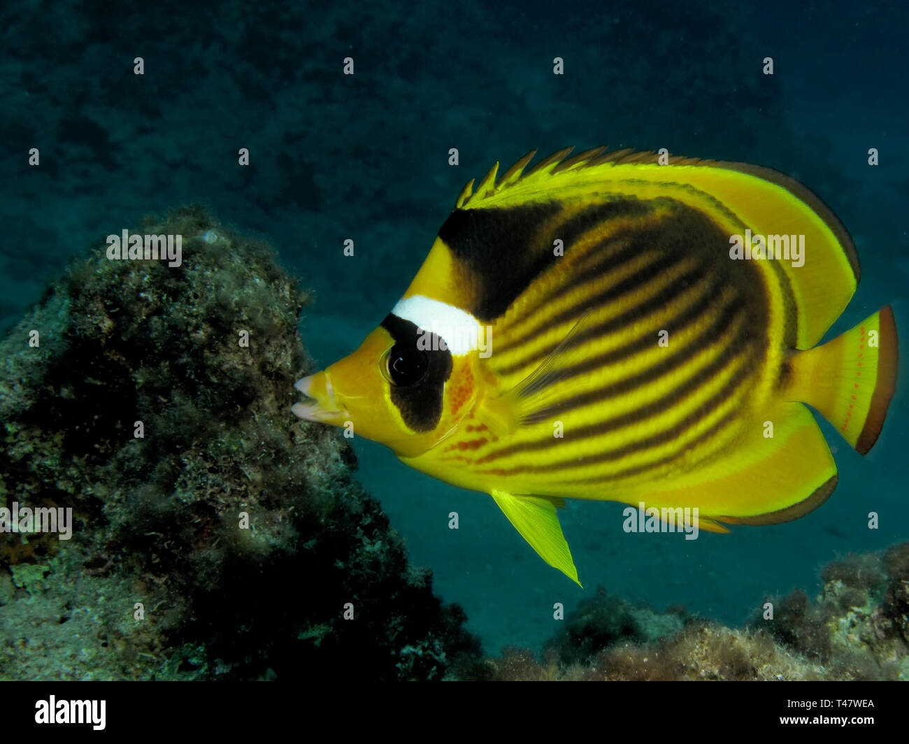 Red Sea Raccoon Butterflyfish (Chaetodon fasciatus Stock Photo - Alamy