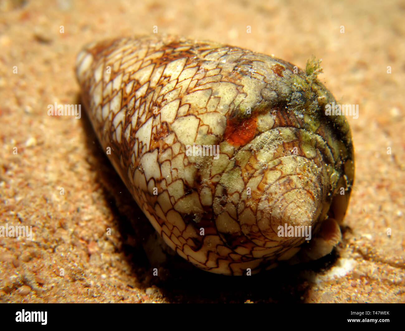 Marine Cone Snails Venom Shooting