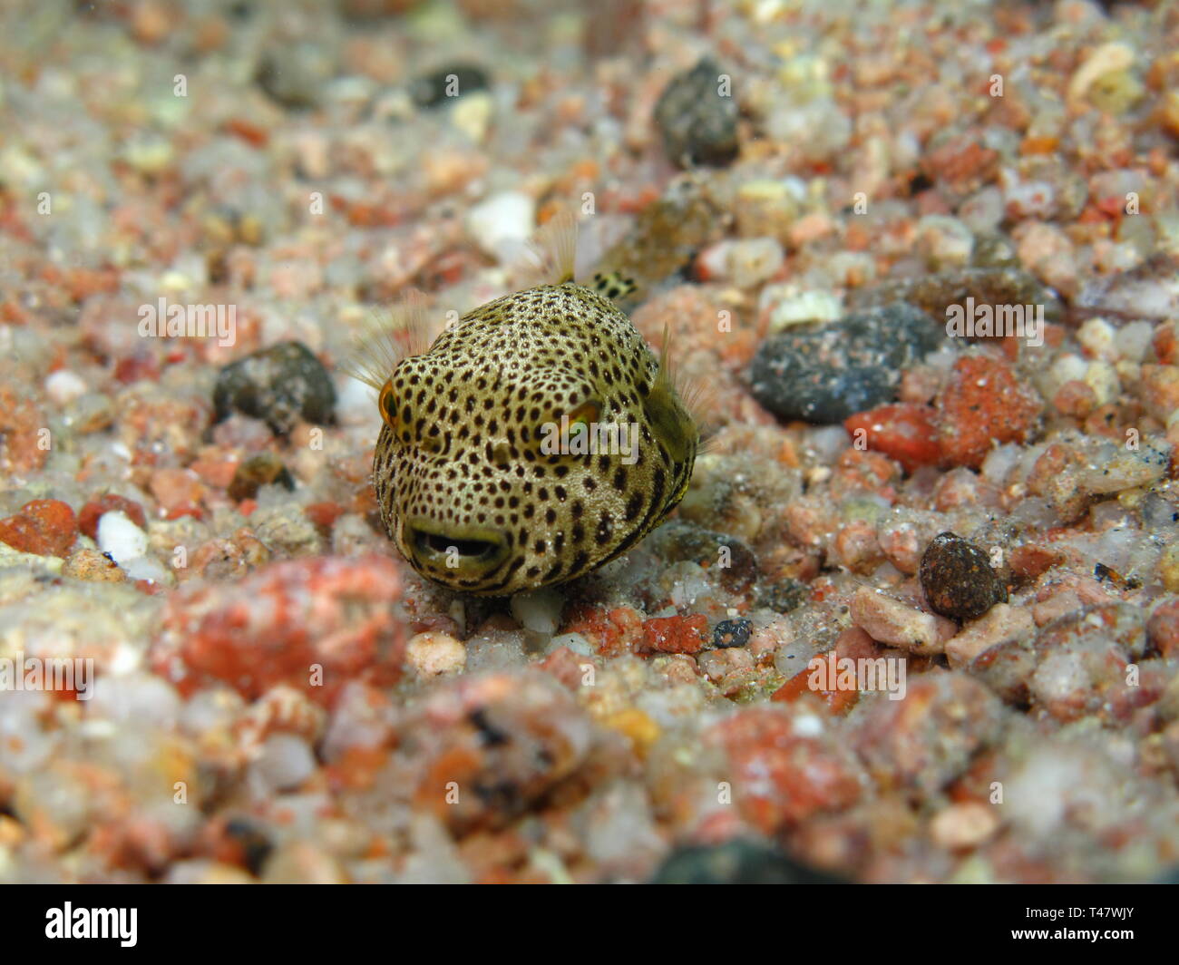 Baby pufferfish hi-res stock photography and images - Alamy
