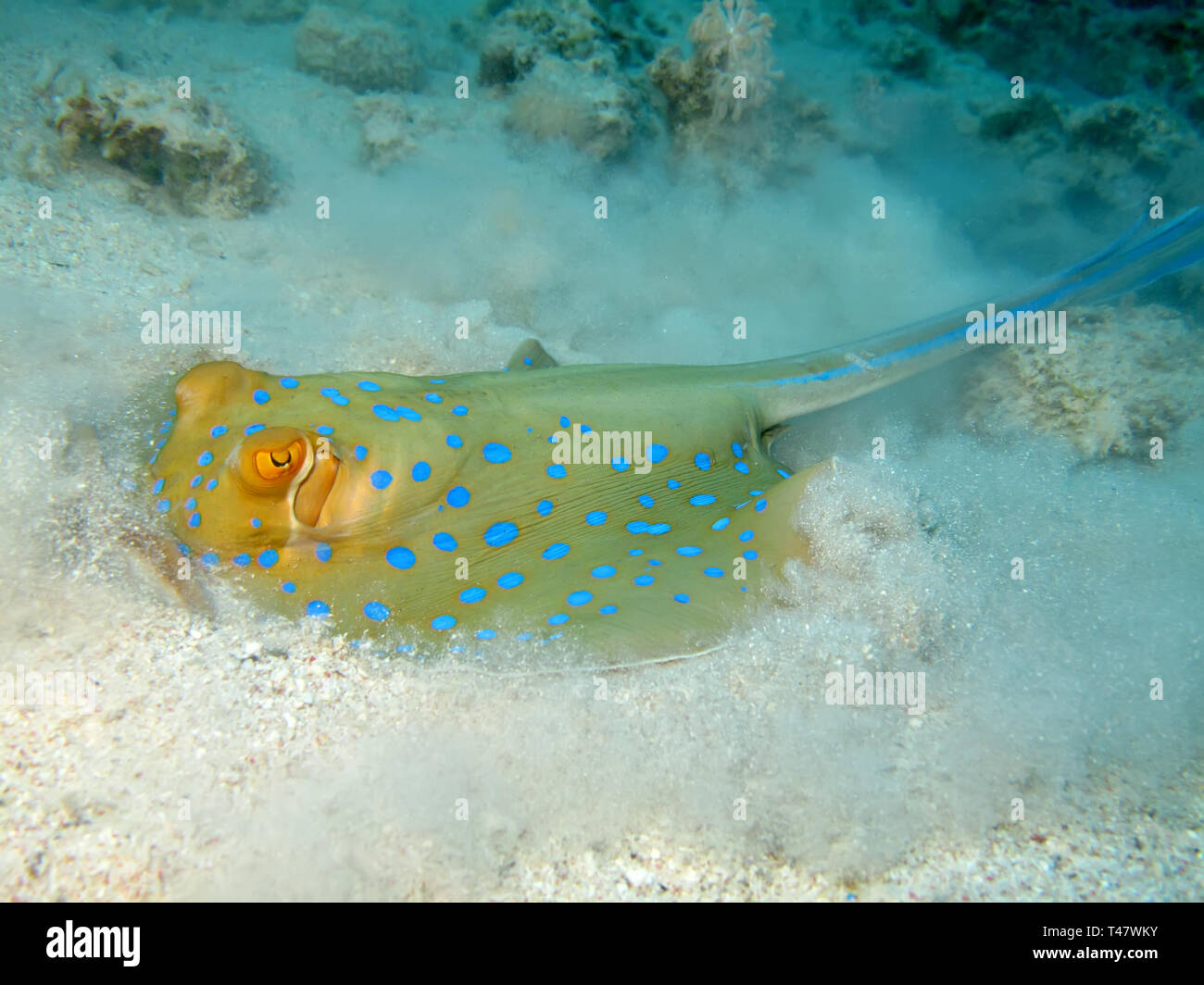 Bluespotted stingray taeniura lymma hi-res stock photography and images ...