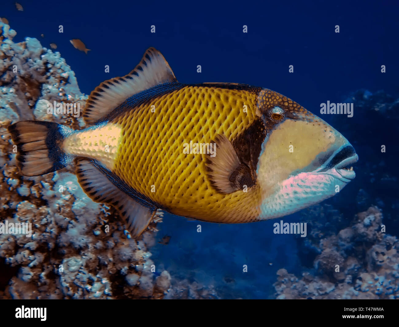 titan triggerfish ( balistoides viridescens Stock Photo - Alamy