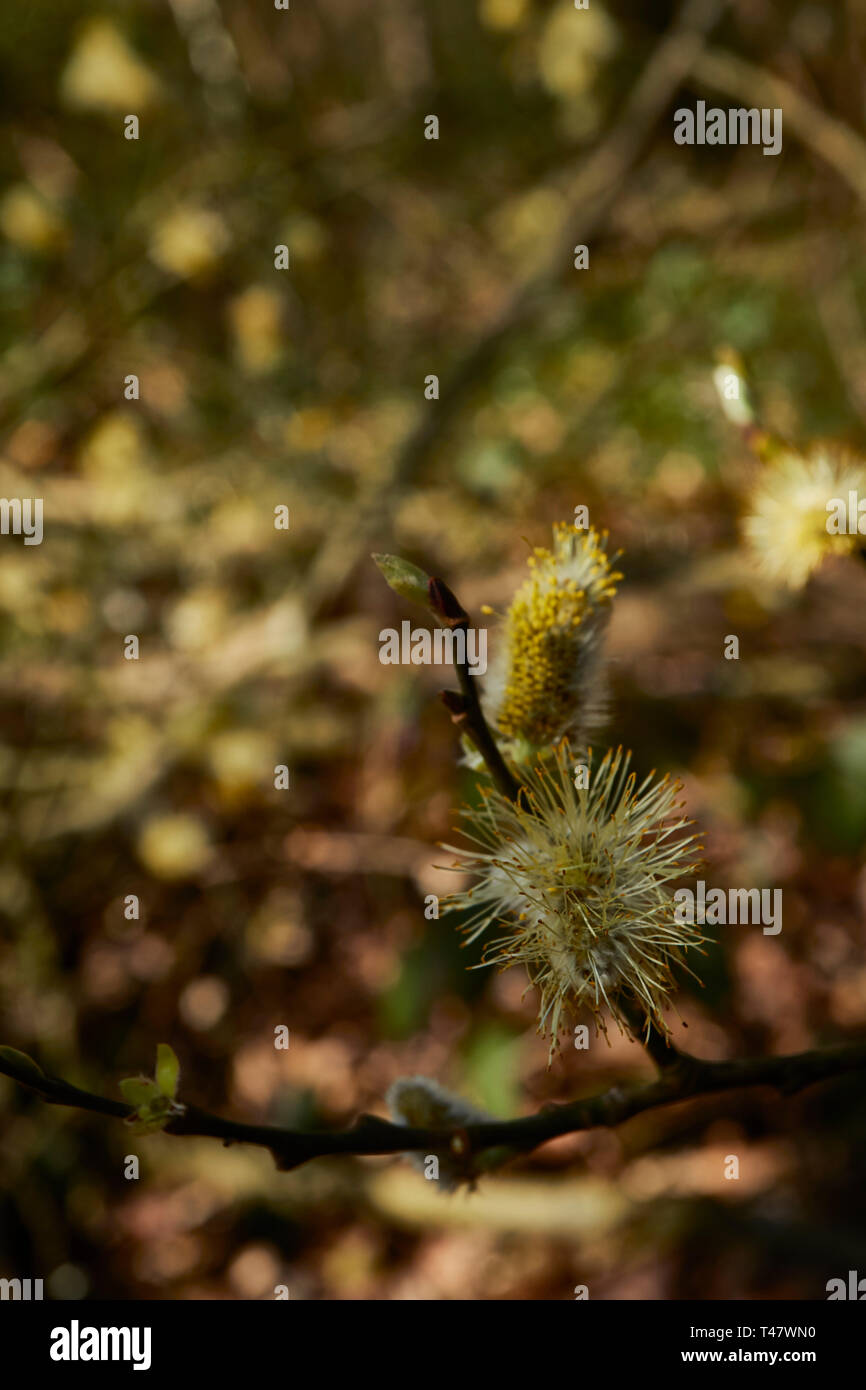 Hamamelididae hi-res stock photography and images - Alamy