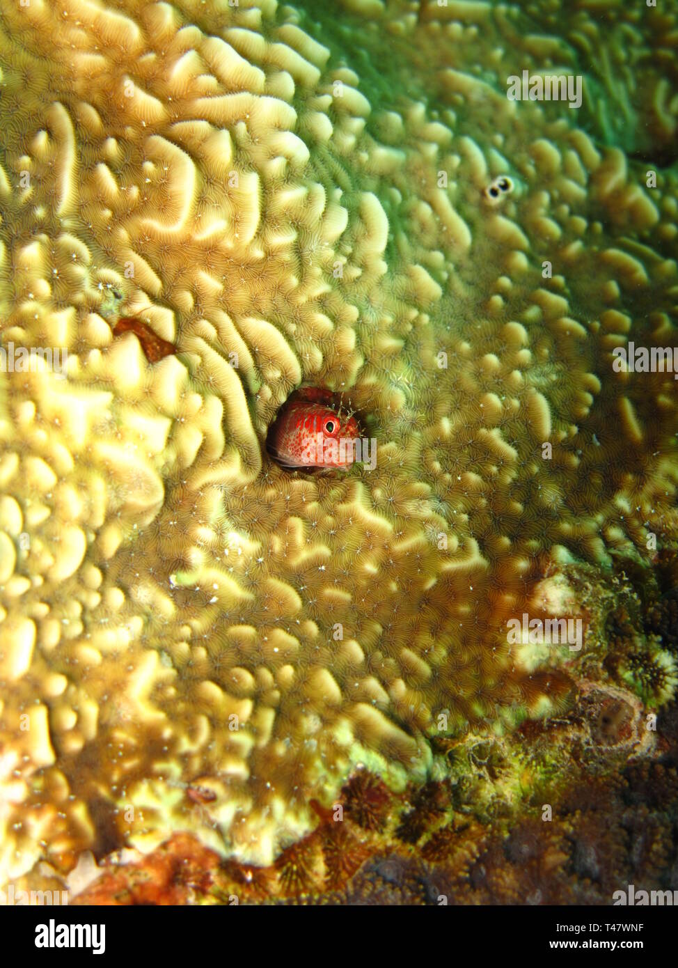 Mimoblennius cirrosus hi-res stock photography and images - Alamy