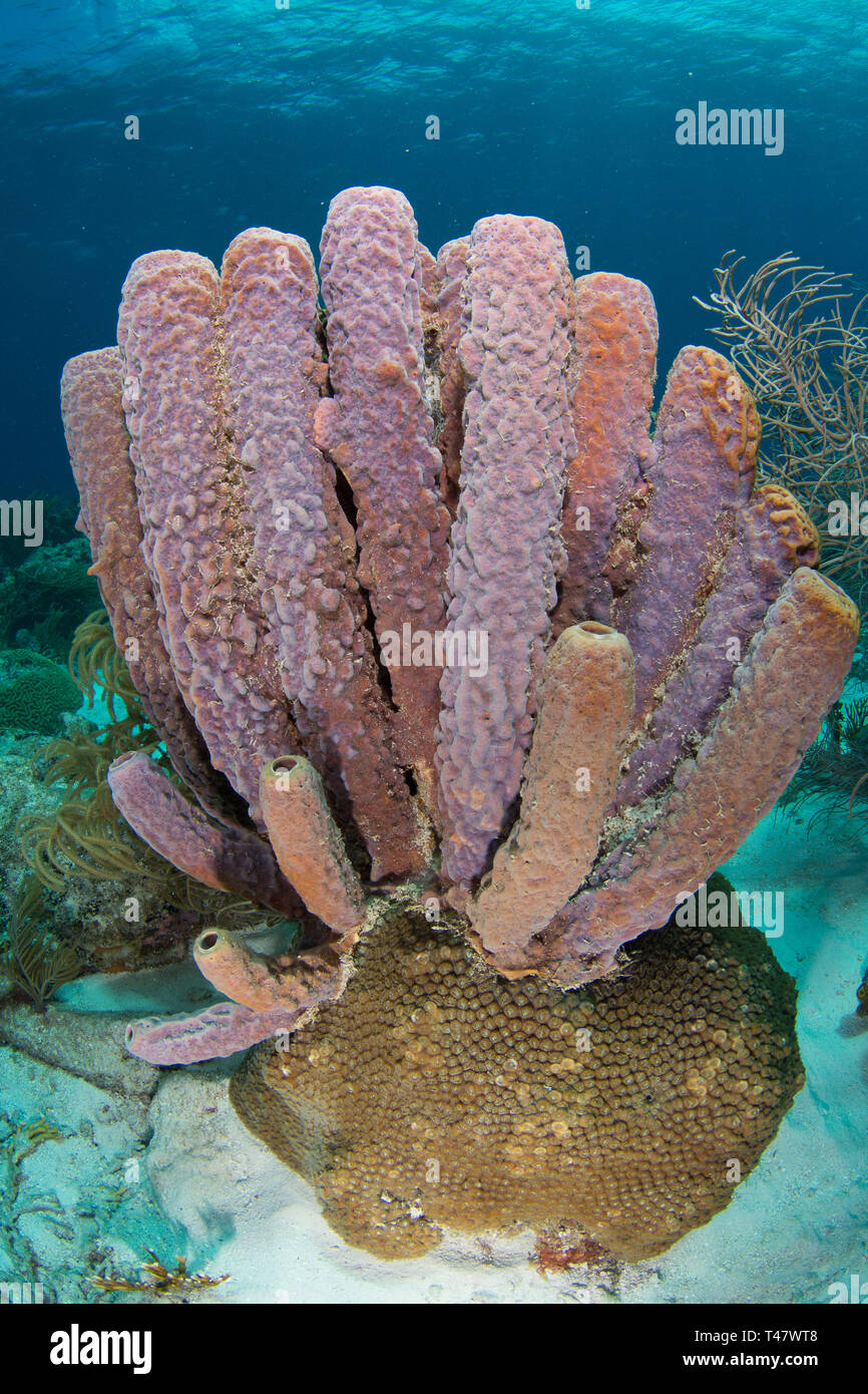 Yellow Sponge Coral
