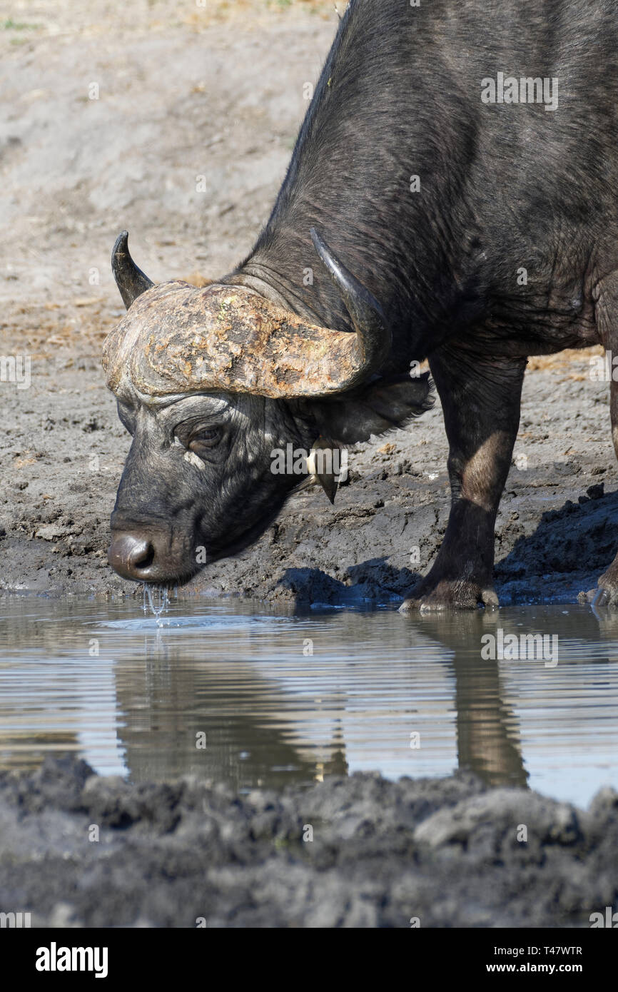 Male buffalo vertical hi-res stock photography and images - Alamy