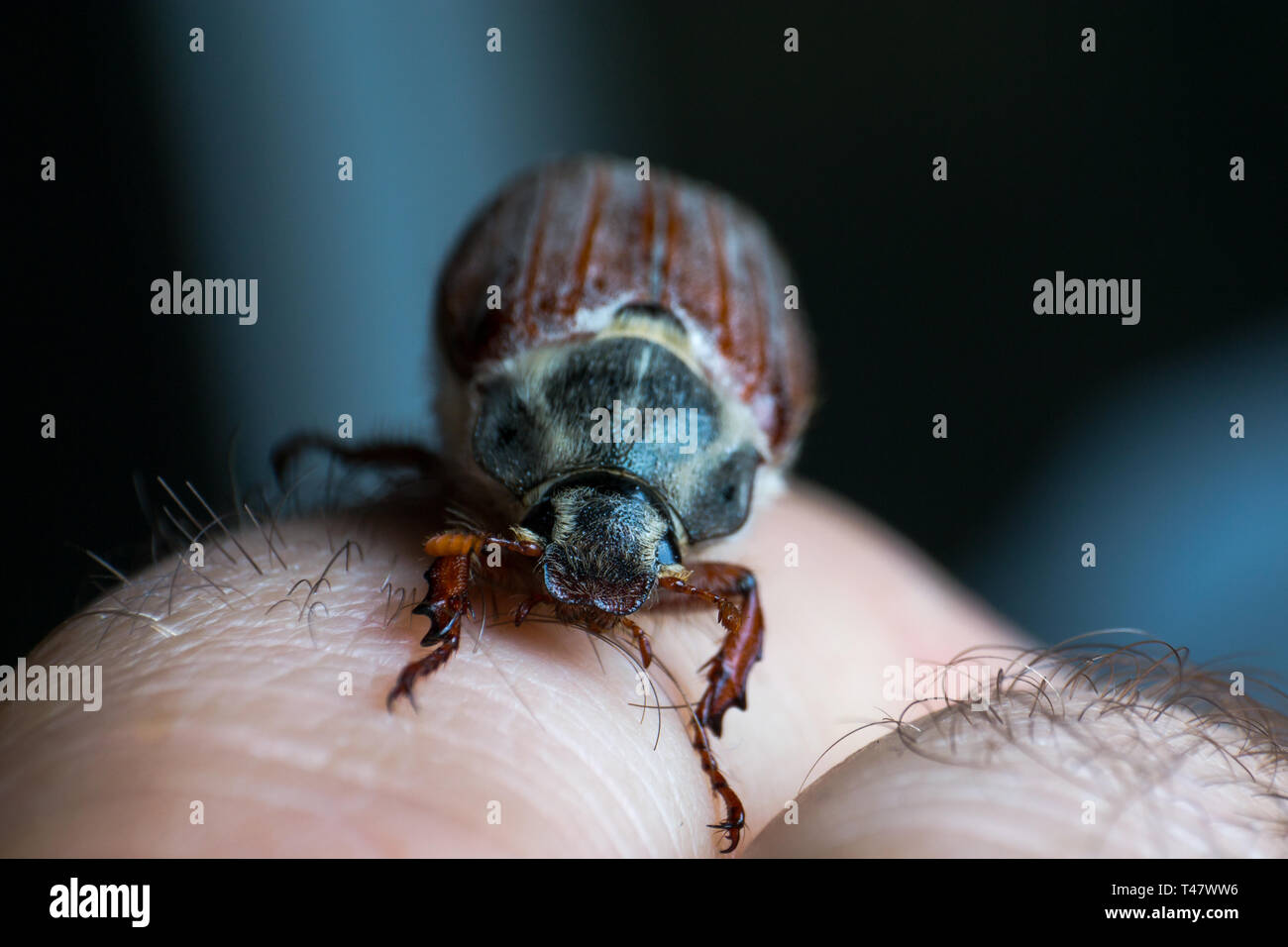 may and june bug on the human skin surface Stock Photo - Alamy