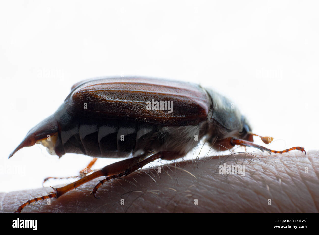 may and june bug on the human skin surface Stock Photo - Alamy