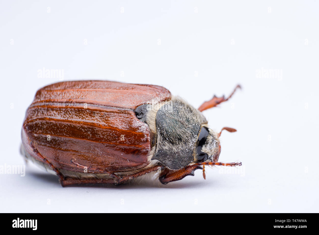 may and june bug on the white surface Stock Photo - Alamy