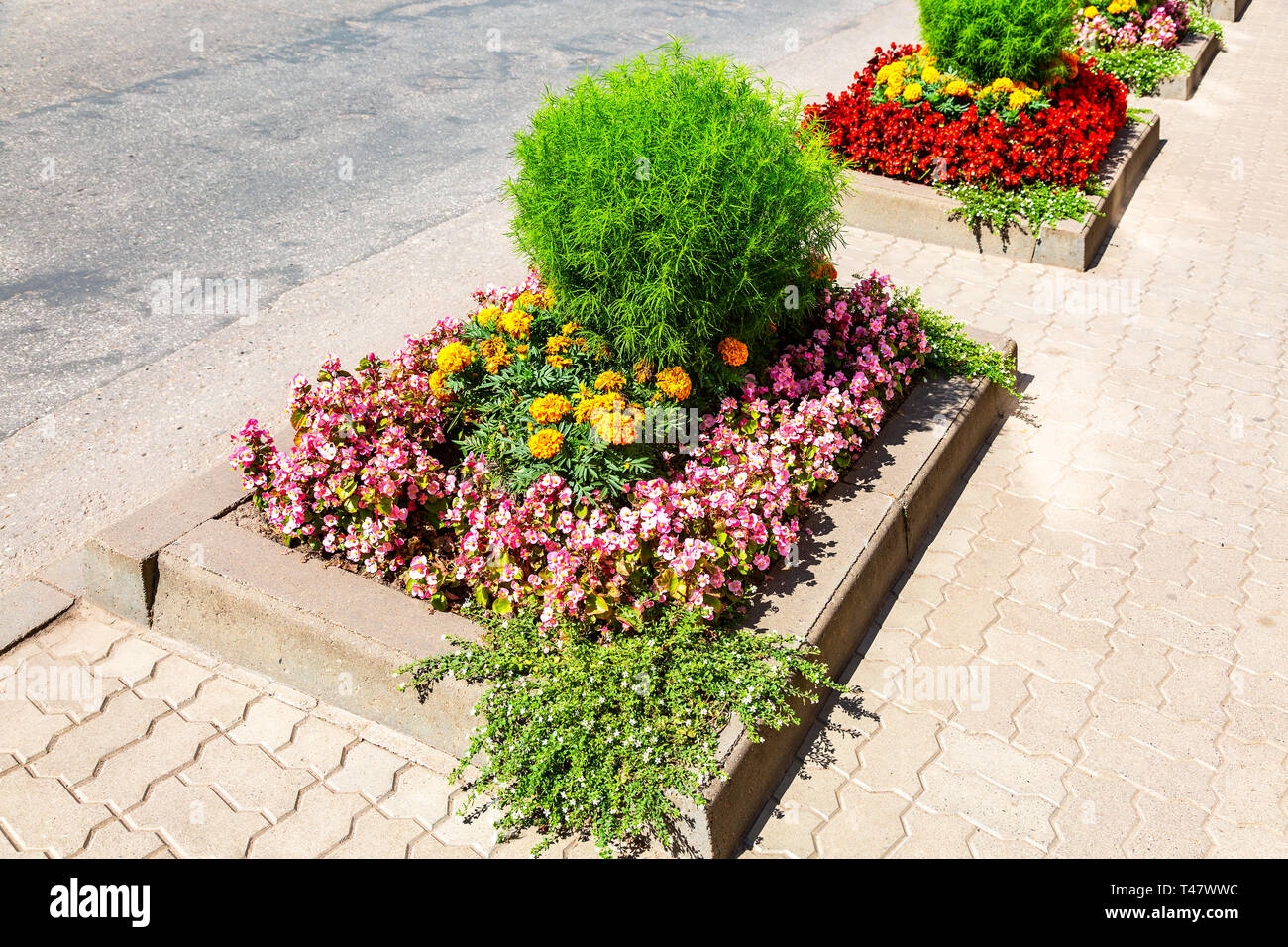 Flower bed with different colorful flowers on city street in summer day ...