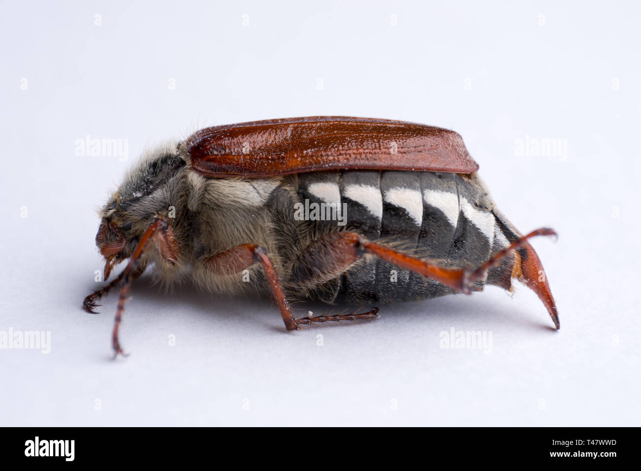 June bug hi-res stock photography and images - Alamy