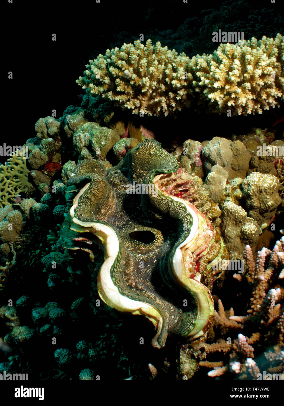 Giant clam in red sea hi-res stock photography and images - Alamy