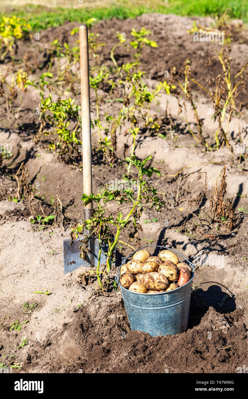 Plantation of potatoes hi-res stock photography and images - Alamy