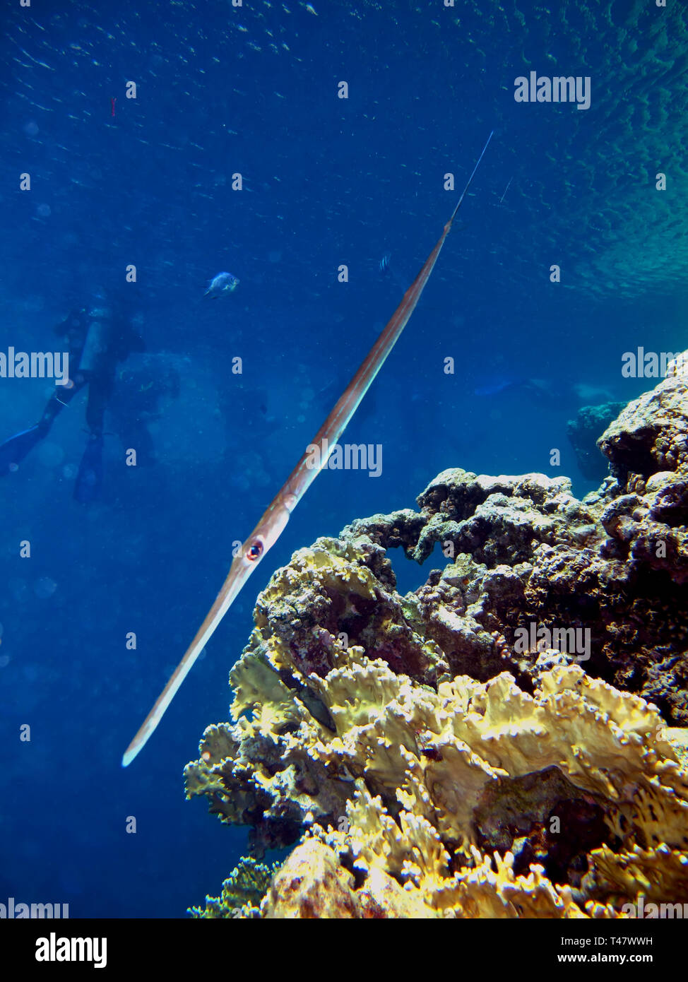Red cornetfish hi-res stock photography and images - Alamy