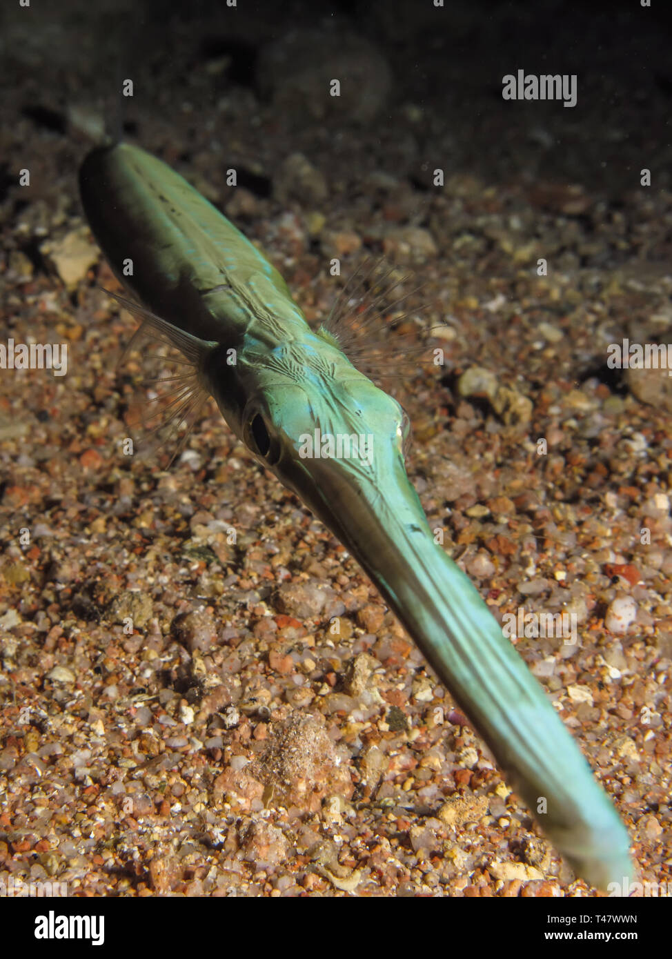 Reef cornetfish hi-res stock photography and images - Alamy