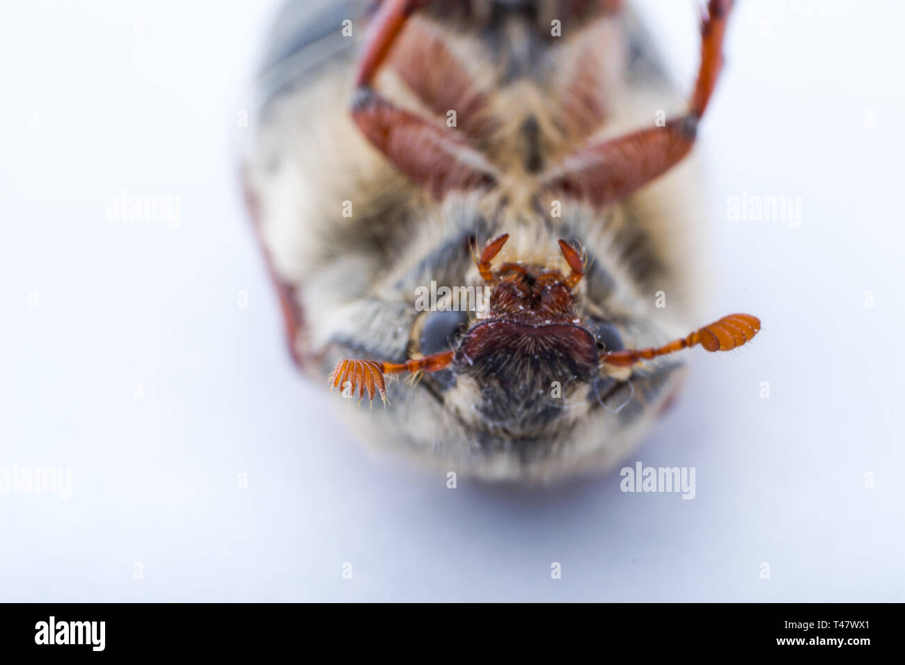 may and june bug on the white surface Stock Photo - Alamy