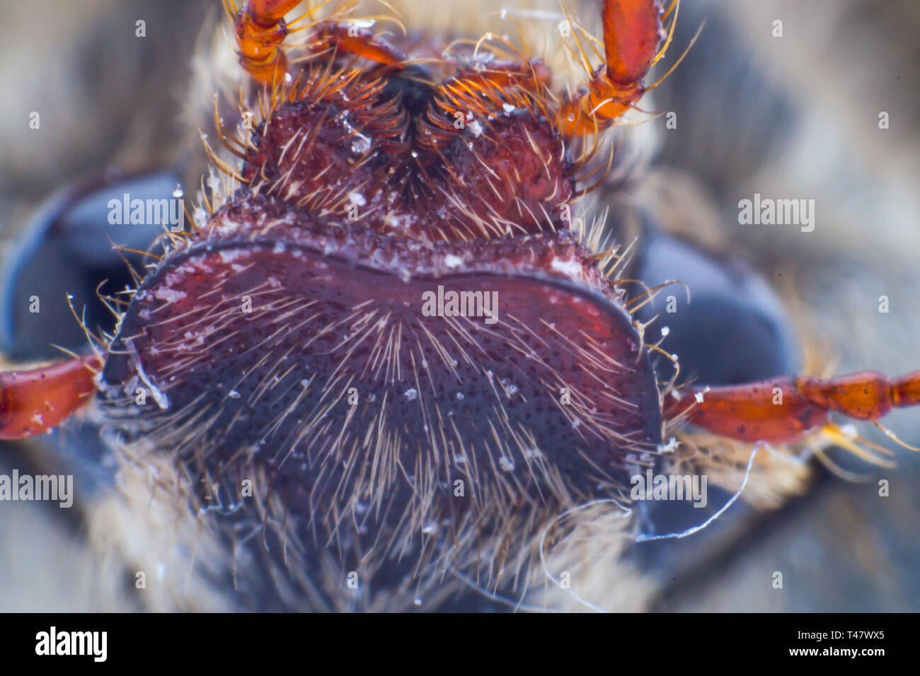 Beetle face hi-res stock photography and images - Alamy