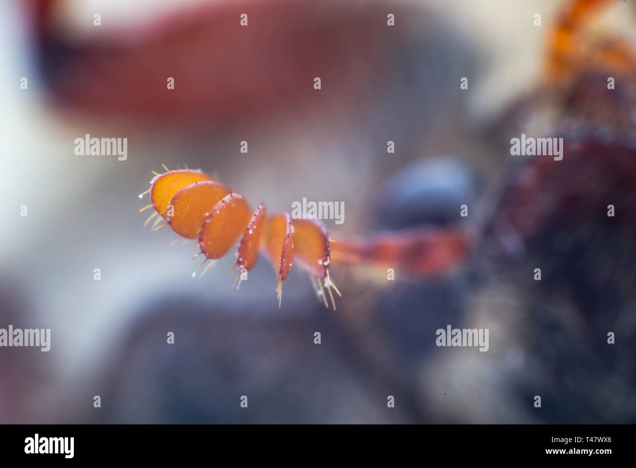 may bug lamellate antenna extreme macro Stock Photo - Alamy