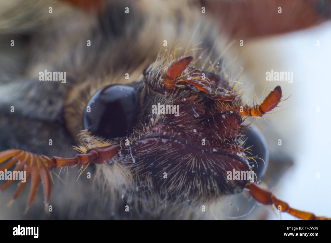 June bug beetle face hi-res stock photography and images - Alamy