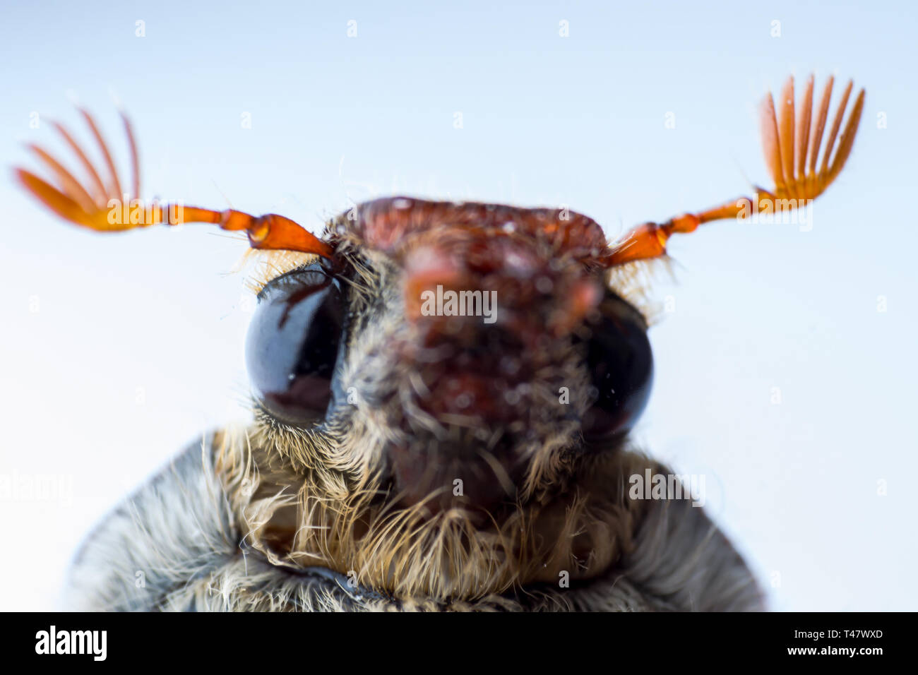 June bug beetle face hi-res stock photography and images - Alamy