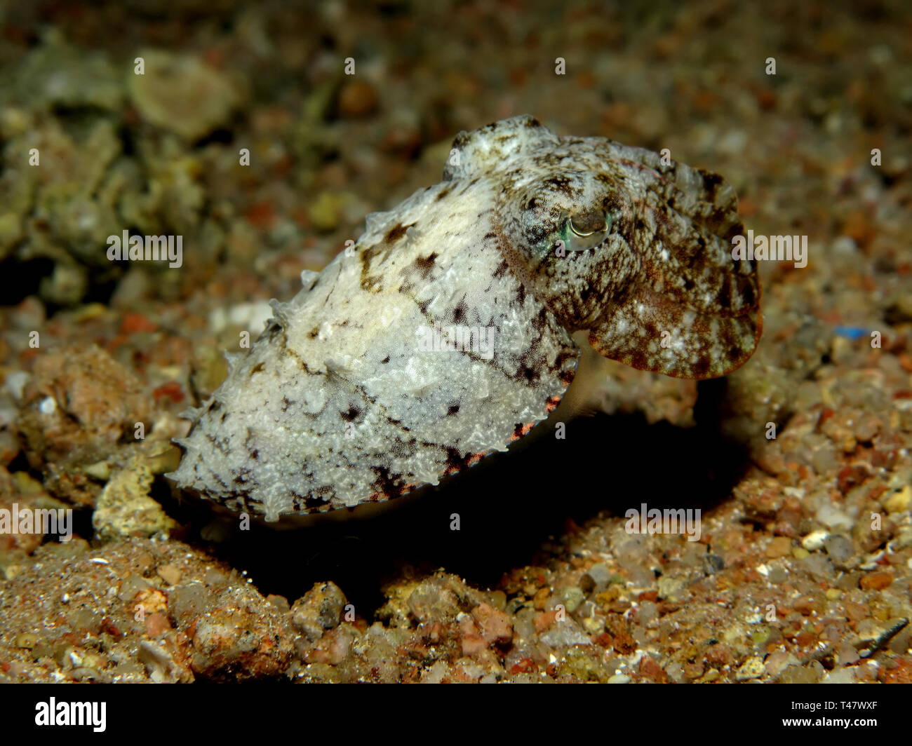 Hooded Cuttlefish (Sepia prashadi). Taking in Red Sea, Egypt Stock ...