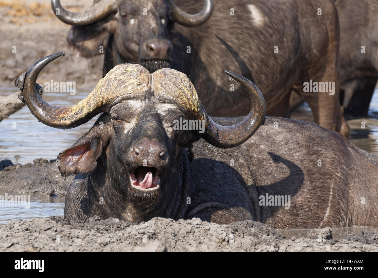 African buffaloes (Syncerus caffer), yawning adult male lying in muddy ...