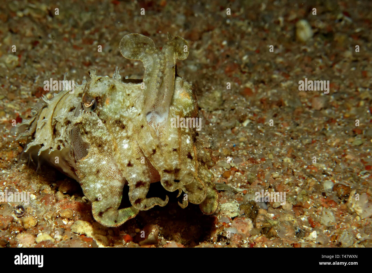 Hooded Cuttlefish (Sepia prashadi). Taking in Red Sea, Egypt Stock ...