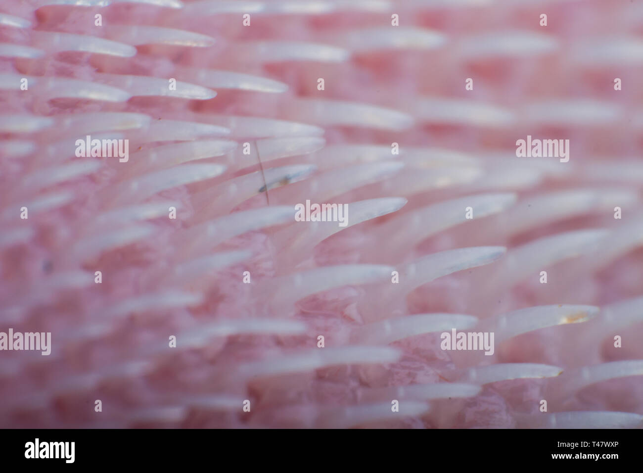 extreme macro of a cat tongue Stock Photo - Alamy
