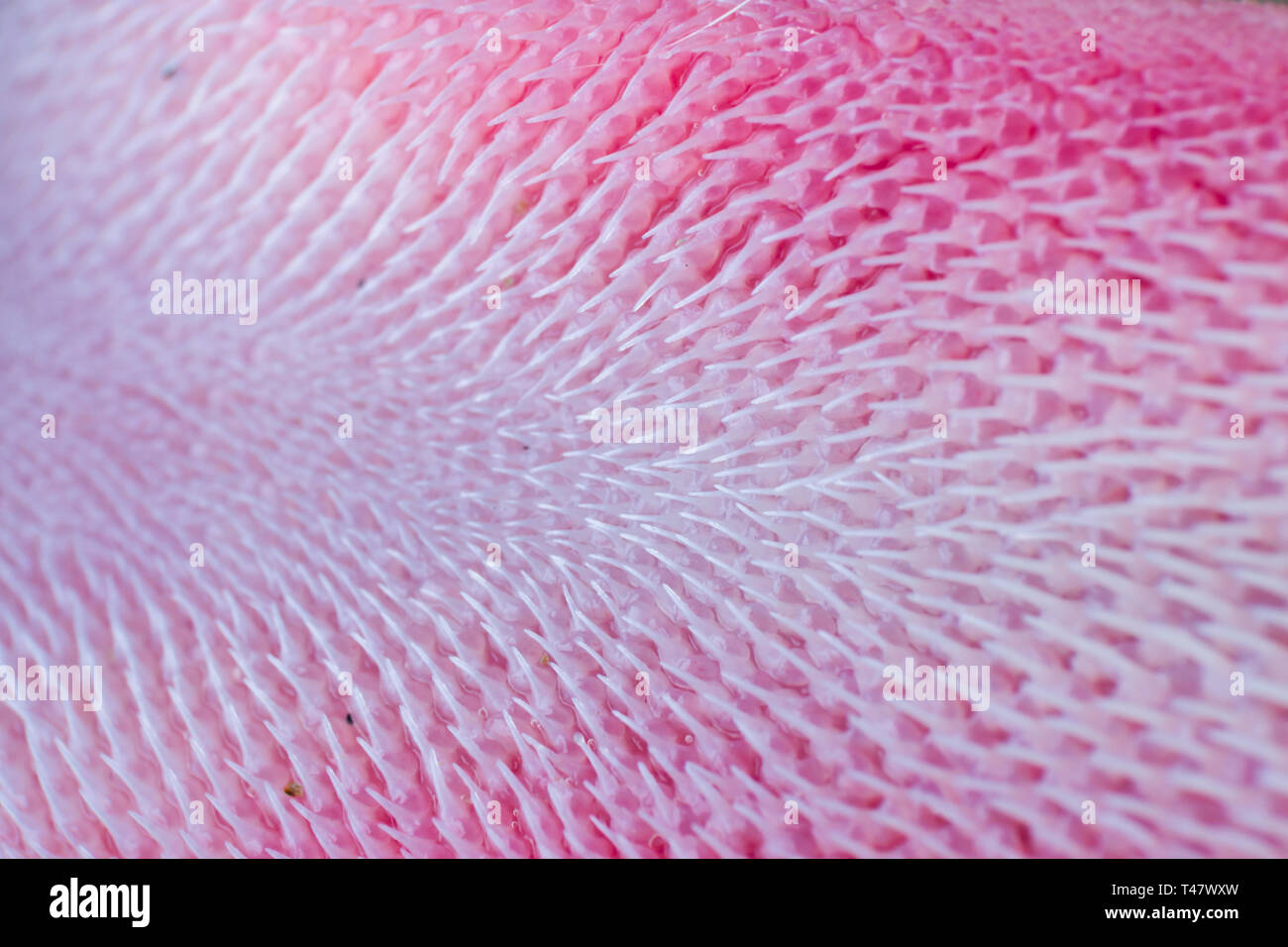extreme macro of a cat tongue Stock Photo - Alamy