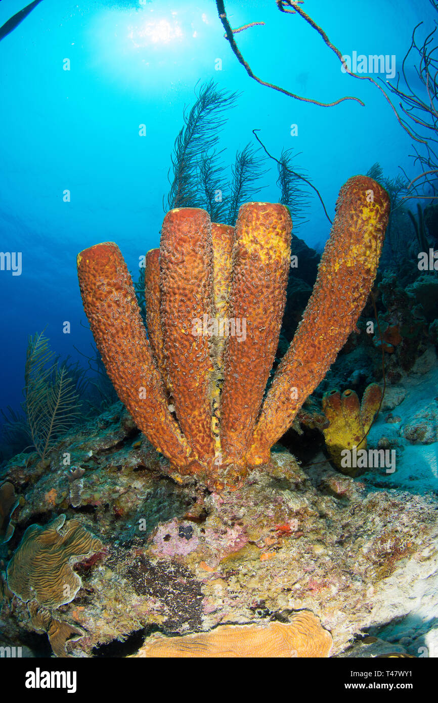 Reef scenery, Yellow tube sponge (Aplysina fistularis)coral fire and ...