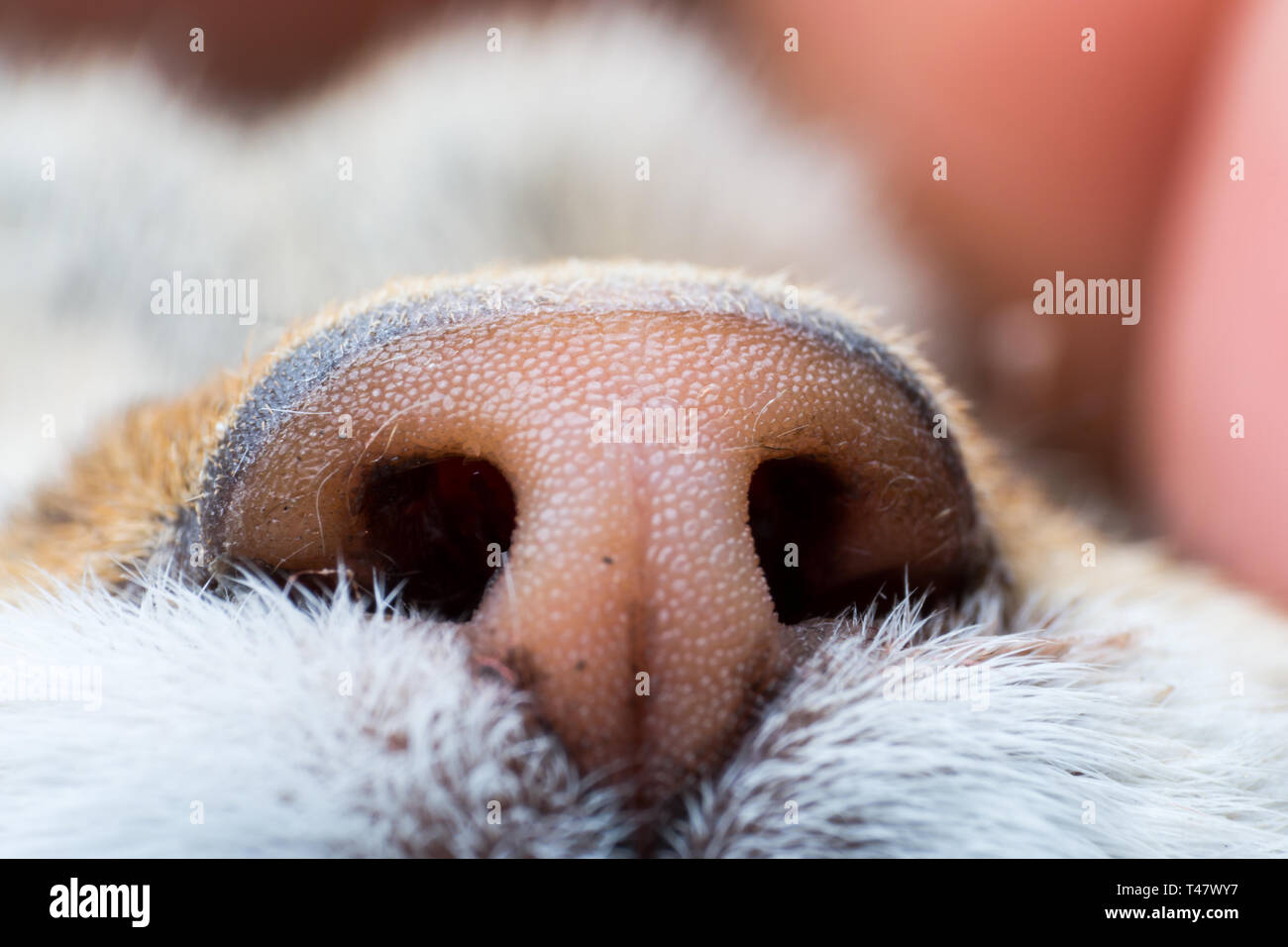 cat nose closeup front view Stock Photo - Alamy