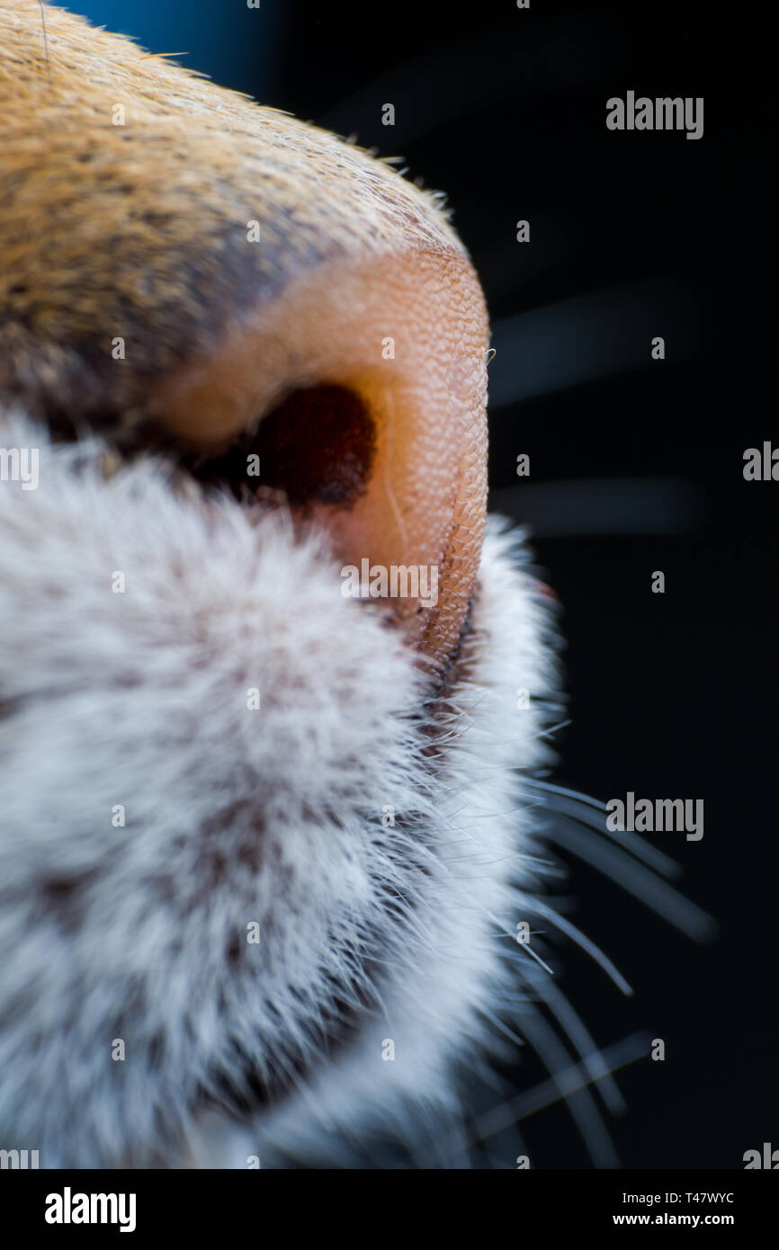 cat nose closeup front view Stock Photo - Alamy