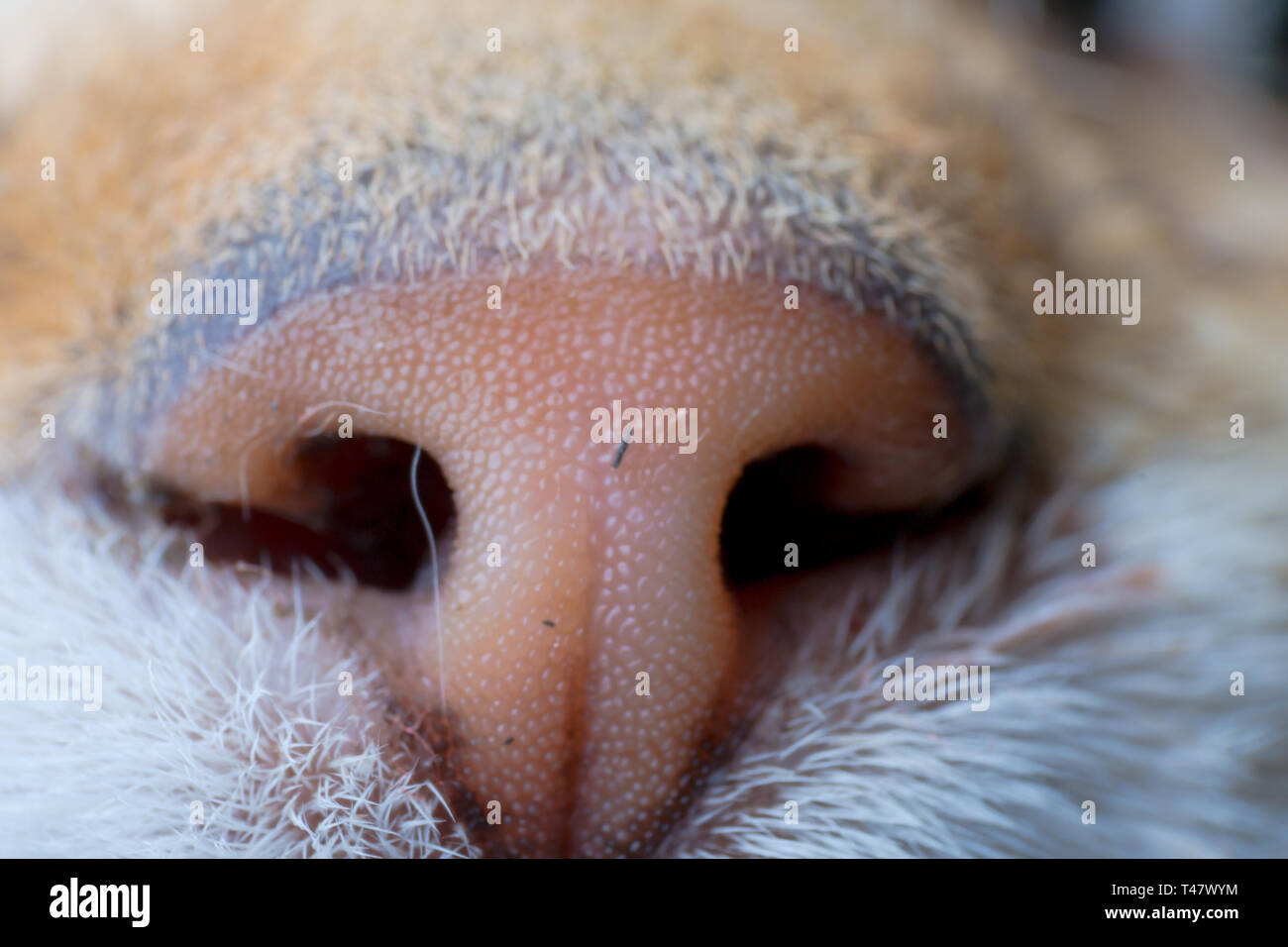 cat nose closeup front view Stock Photo - Alamy