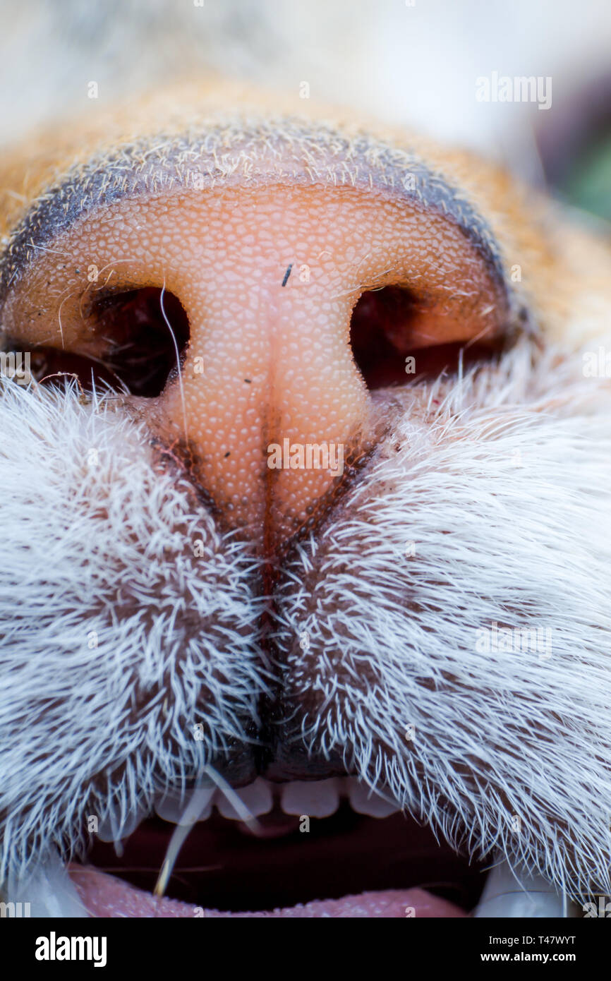 cat nose closeup front view Stock Photo - Alamy