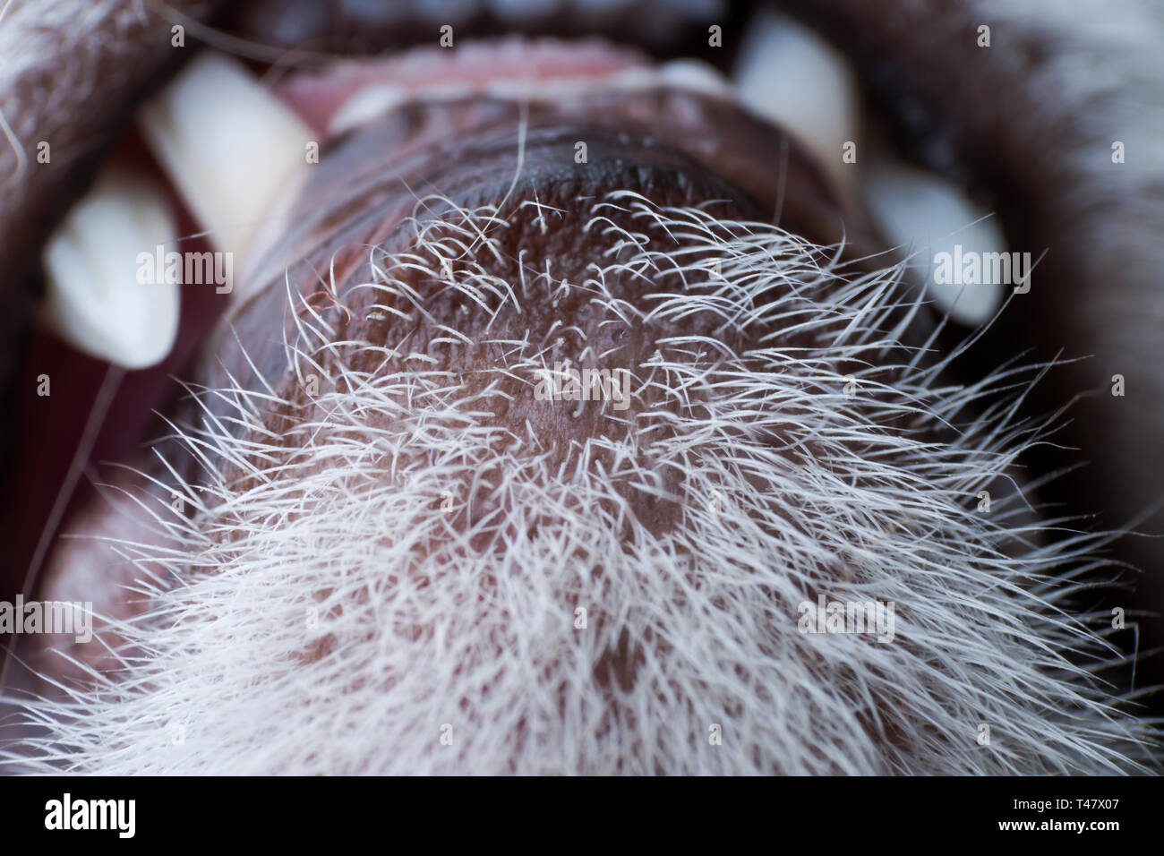 feline acne concept Stock Photo - Alamy