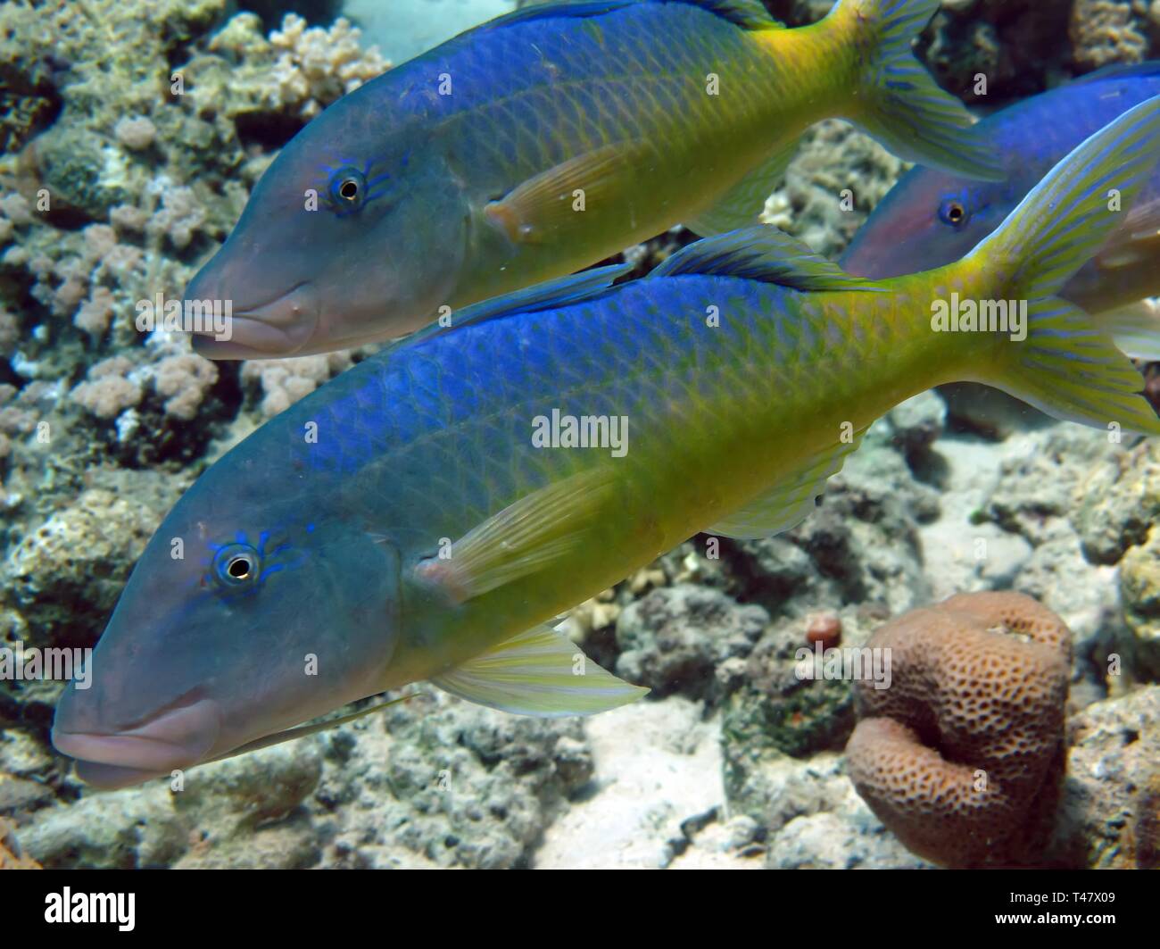 Yellow saddle goat fish hi-res stock photography and images - Alamy
